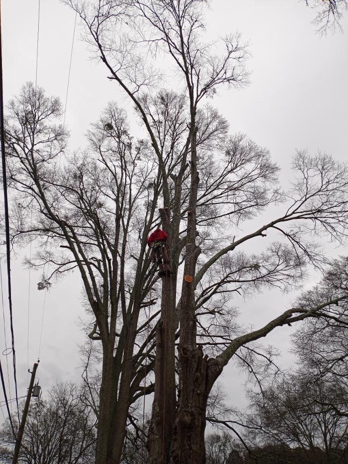 BROTHERS TREE SERVICE - Updated October 2025 - 217 Photos - 309 Potato ...