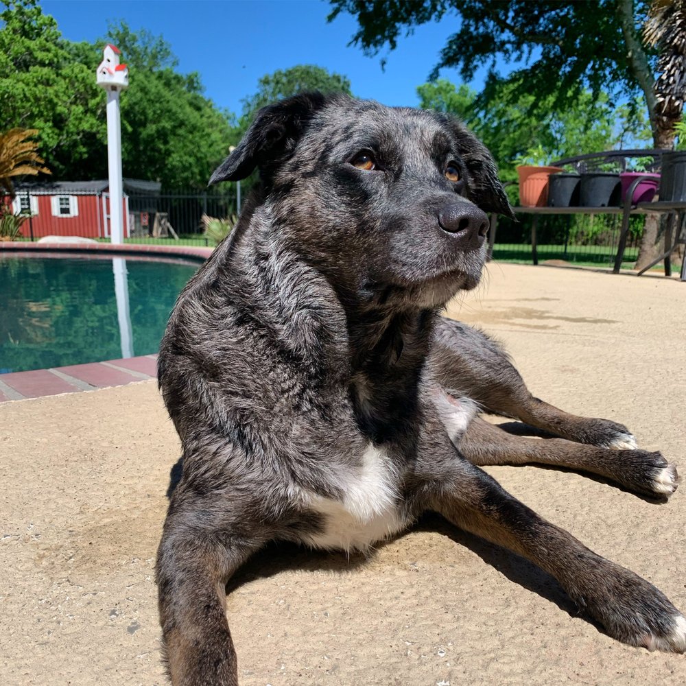 DECKER PRAIRIE PET RESORT - Updated December 2025 - 13 Photos - 24220 ...