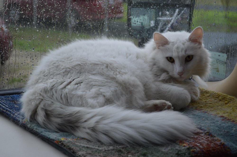 RUFFLY PURRFECT PETICURES - Updated December 2025 - 3051 S Belsay Rd ...