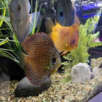 FISH GALLERY - Updated September 2025 - 61 Photos & 81 Reviews - 15003 ...