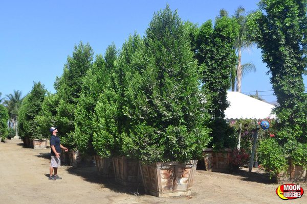 MOON VALLEY NURSERIES - 596 Photos & 299 Reviews - 14225 North 7th St ...