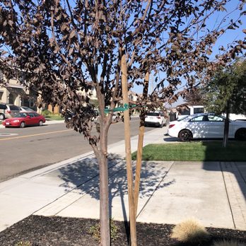 SOLANO SHADE TREE - Updated September 2025 - 18 Reviews - Vacaville ...