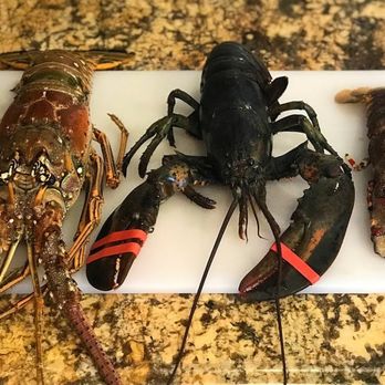 SAMMYS FISH BOX - 1610 Photos & 1008 Reviews - 41 City Island Ave ...