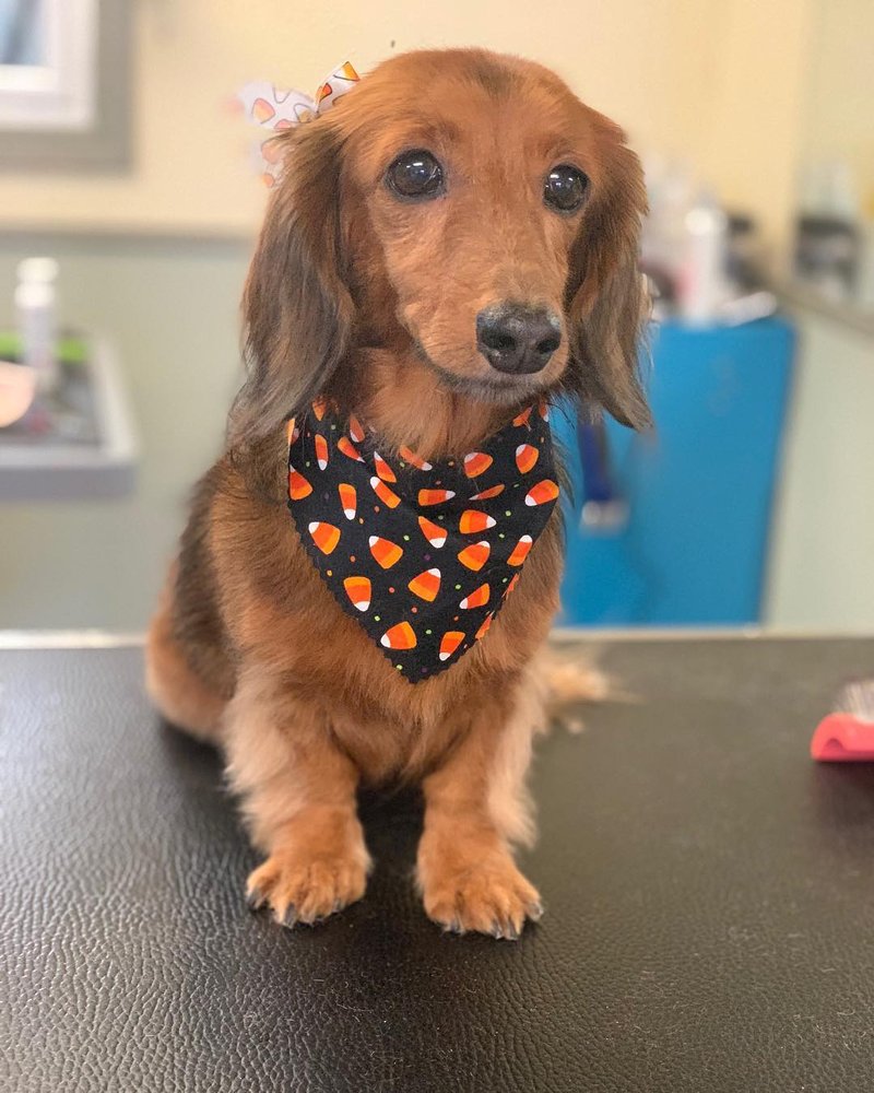 DEBBIE’S PET GROOMING - 28 Photos & 70 Reviews - 3575 Thousand Oaks ...