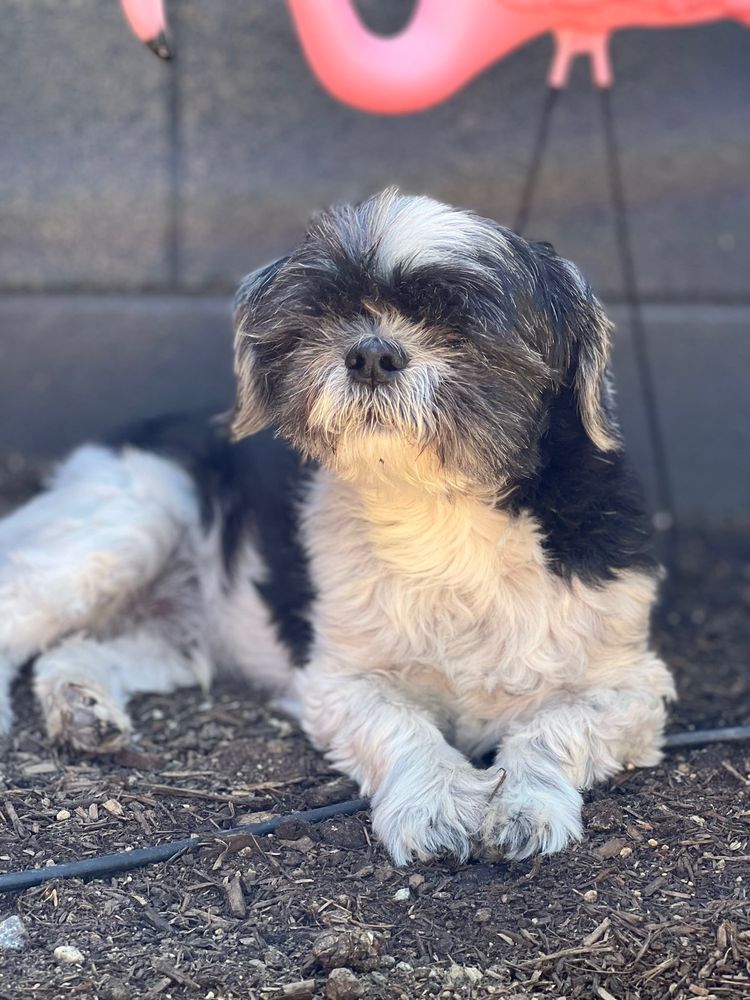 MENIFEE ANIMAL HOSPITAL - 58 Photos & 337 Reviews - 30406 Haun Rd ...
