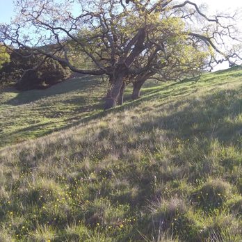 MT. BURDELL OPEN SPACE PRESERVE - Updated July 2024 - 154 Photos & 44 ...