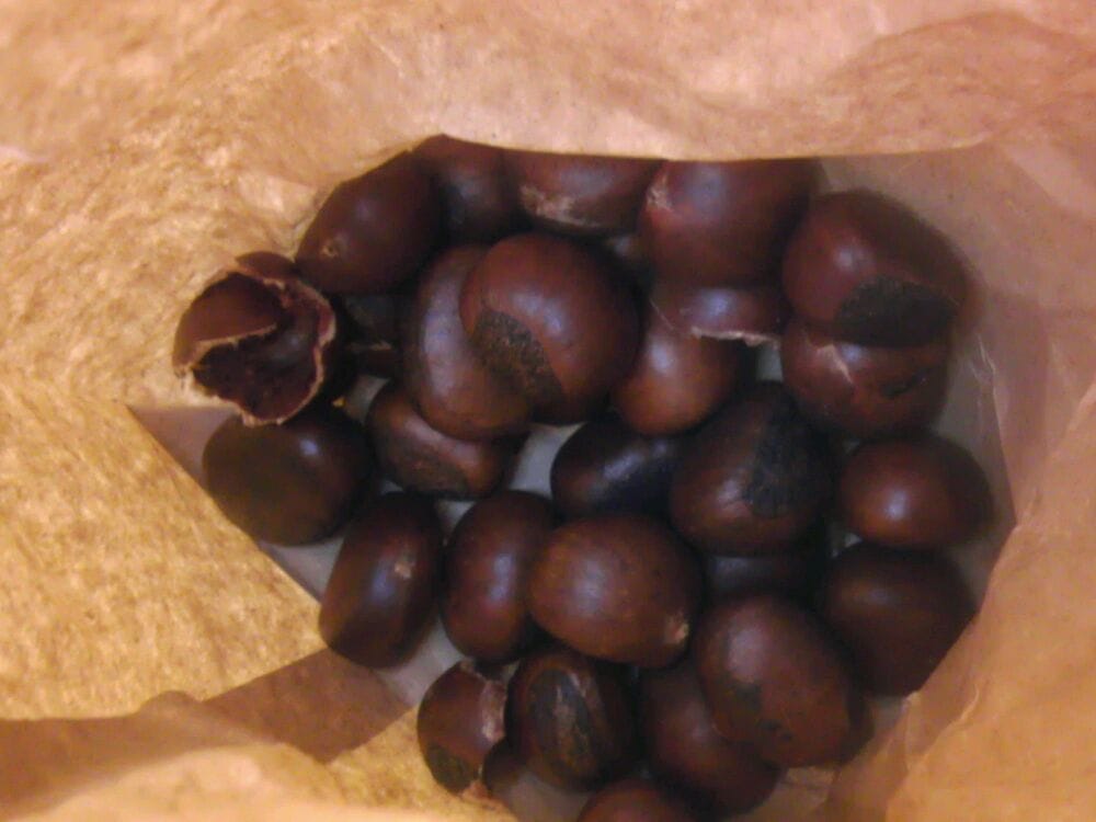 MR. CHESTNUT - Updated December 2025 - 4675 Steeles Ave E, Scarborough ...