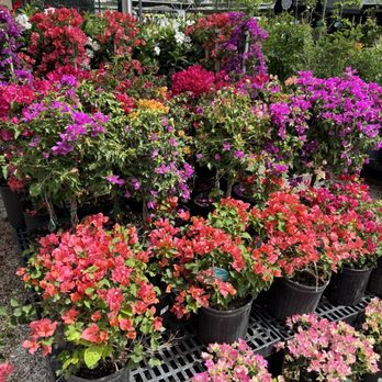 BUCHANAN’S NATIVE PLANTS - Updated December 2025 - 370 Photos & 257 ...