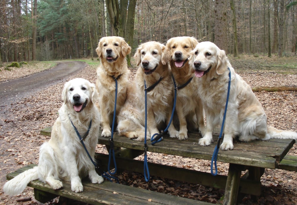 GOLDEN RETRIEVER ZUCHT - Updated May 2024 - Hohe Furche 14, Lohmar ...