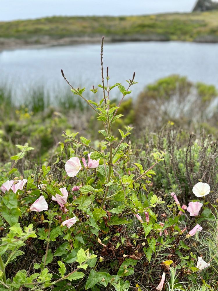 COAL OIL POINT RESERVE - Updated September 2025 - 112 Photos - Slough ...