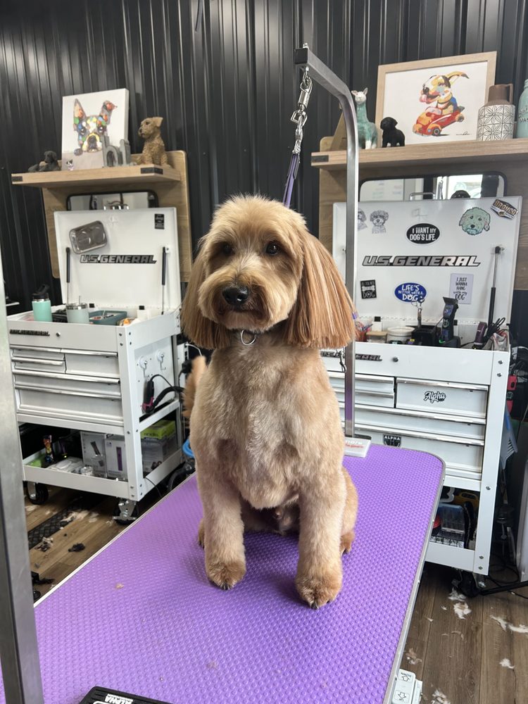 THE PAMPERED PUP - Updated October 2025 - Wakarusa, Indiana - Pet ...