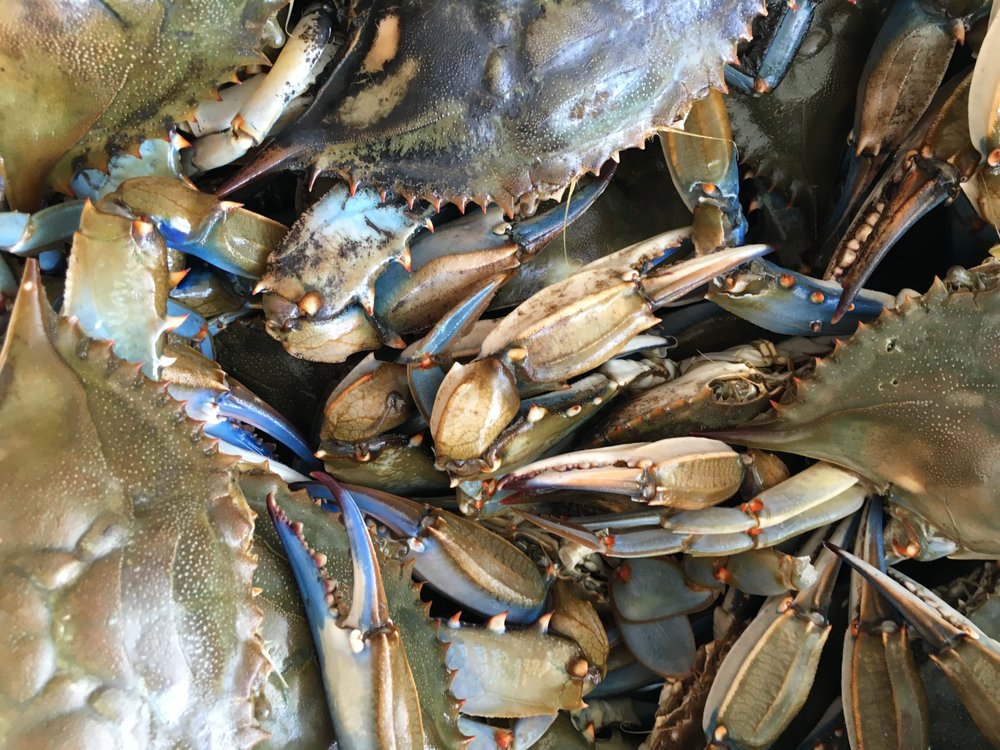 KENT POINT MARINA - 107 Short Rd, Stevensville, Maryland - Hunting ...