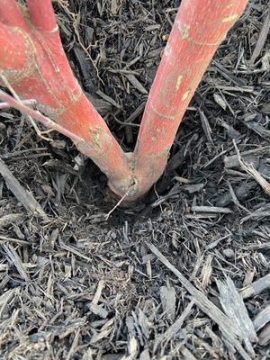 BATES NURSERY AND GARDEN CENTER - Updated October 2025 - 290 Photos ...