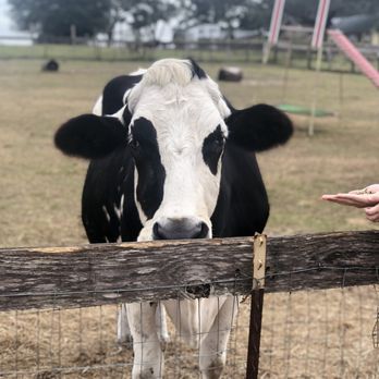 PETTING ZOO OCALA - Updated October 2025 - 96 Photos & 38 Reviews ...