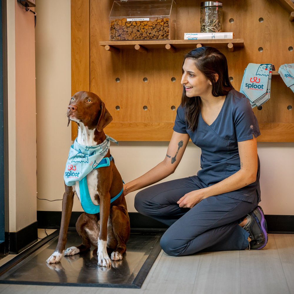 SPLOOT VETERINARY CARE - PLATT PARK - Updated June 2024 - 16 Photos ...