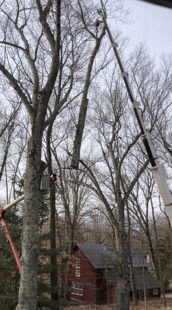 MIDDLESEX TREE - Updated July 2025 - Old Saybrook, Connecticut - Tree ...