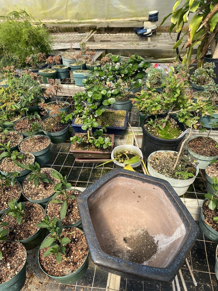 PARKS BONSAI FARM NURSERY - Updated May 2026 - 19 Photos - 8184 S Quay ...