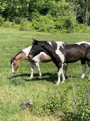 MUSTANG MEADOW - Updated November 2025 - 10 Photos - 571 Quaker Farms ...