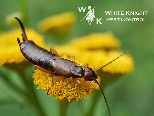 WHITE KNIGHT PEST CONTROL - Updated October 2025 - 11 Photos & 131 ...