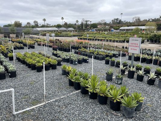 DEVIL MOUNTAIN WHOLESALE NURSERY - Updated December 2025 - 31461 ...