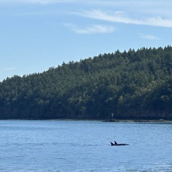 PUGET SOUND EXPRESS - Updated January 2026 - 231 Photos & 93 Reviews ...