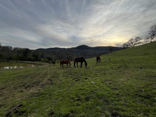 RUSTRIDGE RANCH & WINERY - Updated October 2025 - 13 Photos & 12 ...