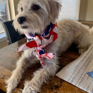 GILBERT DOGS 24/7 - 105 Photos & 149 Reviews - 868 N Gilbert Rd ...