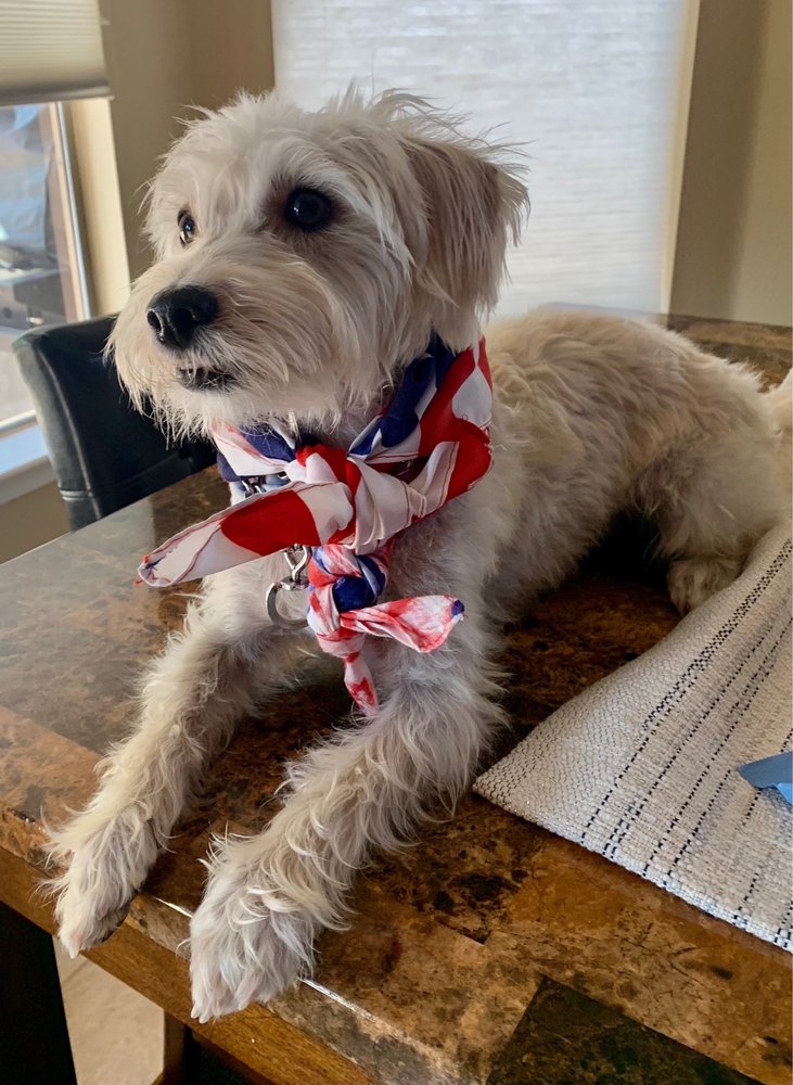 GILBERT DOGS 24/7 - Updated July 2025 - 105 Photos & 161 Reviews - 868 ...