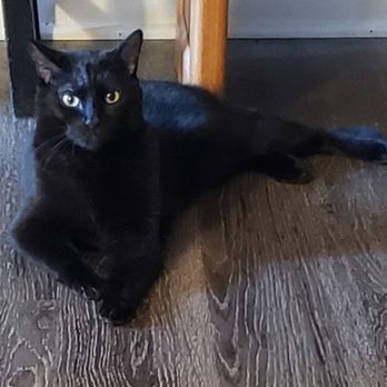 BARCS - Updated July 2024 - 57 Photos & 88 Reviews - 2490 Giles Rd ...