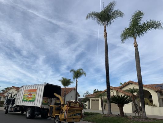 PARADISE PALM & TREE TRIMMING SERVICE - 226 Photos & 215 Reviews - Yelp