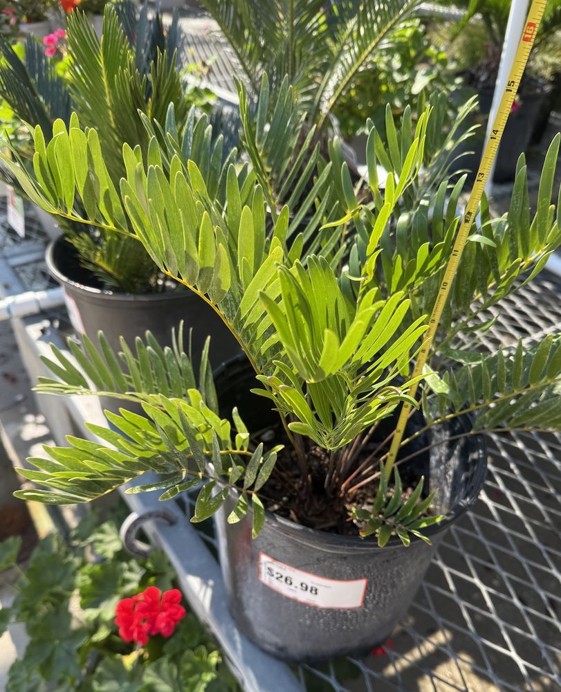 EUREKA FARMS - Updated May 2025 - 16700 SW 184th St, Miami, Florida - Nurseries & Gardening ...