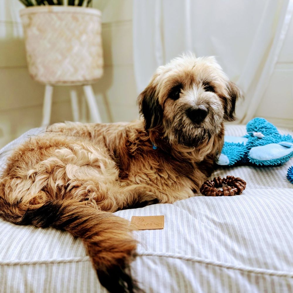 Downtown La Dog Rescue Center - Infoupdate.org