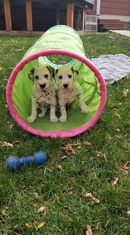 AUSCAN DO IT K9 SERVICES - Updated October 2025 - Gwynne, Alberta - Pet Training - Phone Number ...