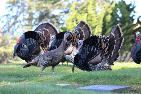 SUNSET VIEW CEMETERY AND MORTUARY - Updated December 2025 - 117 Photos ...