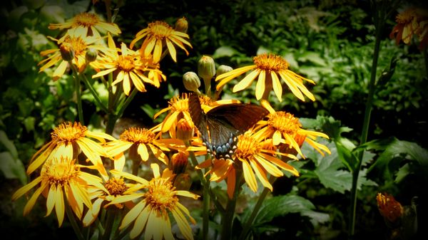 THE GARDENS AT MILL FLEURS - Updated October 2025 - 12 Photos - 27 ...