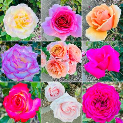 COMMUNITY ROSE GARDEN - Updated October 2025 - 80 Photos - 6615 ...
