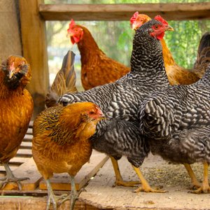 RAWHIDE RANCH - 53 Photos & 24 Reviews - 6987 W Lilac Rd, Bonsall, CA ...