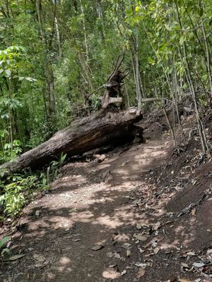 AIEA LOOP TRAIL - Updated April 2025 - 1427 Photos & 315 Reviews - 99 ...