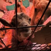 ROSE BRIDGE FARM & SANCTUARY - 124 Photos & 49 Reviews - 1314 N ...