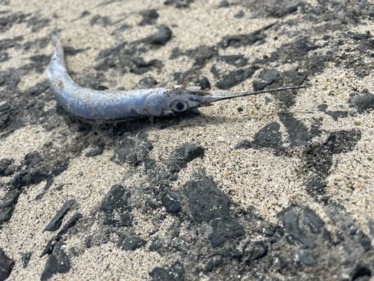 KA’A’AWA BEACH PARK - Updated December 2025 - 97 Photos & 25 Reviews ...