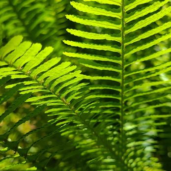 KROTONA INSTITUTE OF THEOSOPHY - Updated October 2025 - 31 Photos - 46 ...