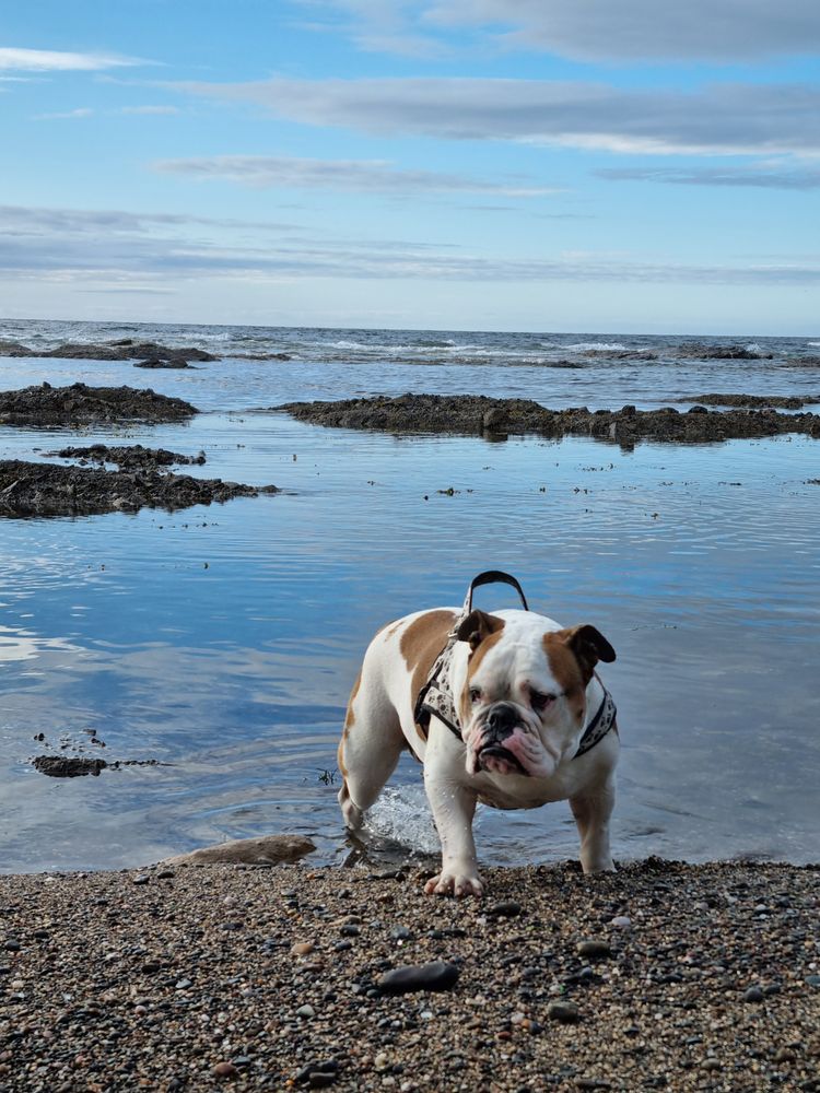 GARDENSTOWN FOOT PATH - Updated July 2024 - Banff AB45 3JP Vereinigtes ...