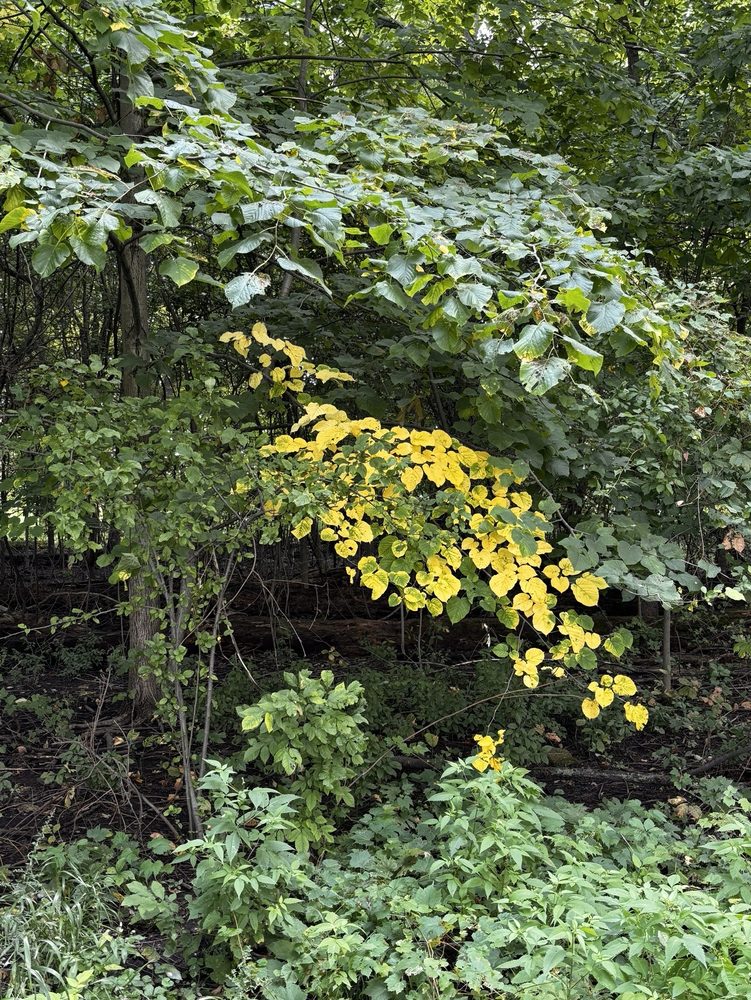 CLINTON TOWNSHIP TOMLINSON ARBORETUM - Updated December 2025 - 11 ...