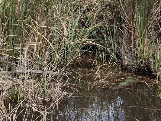 GULF COAST GATOR RANCH & TOURS - Updated April 2025 - 206 Photos & 108 ...