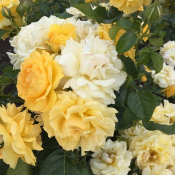 MAPLEWOOD ROSE GARDEN - Updated July 2025 - 109 Photos & 11 Reviews - 1 ...