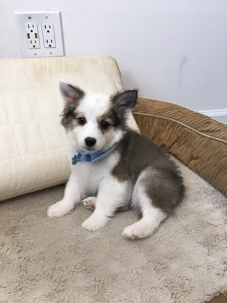 CC’S PET SALON - Updated January 2026 - 22 Photos & 50 Reviews - 1316 W ...