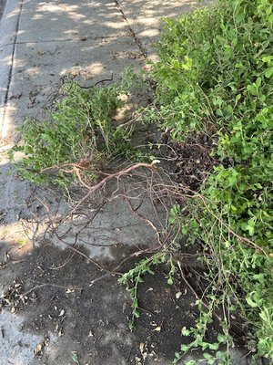 FIDIUM FIBER - Updated December 2025 - 86 Reviews - Roseville ...