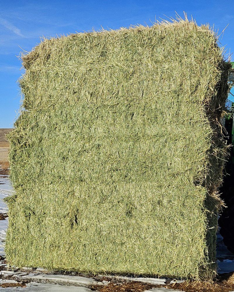 LAZY V CATTLE COMPANY - Updated October 2025 - 8 Bassick Pl, Westcliffe ...