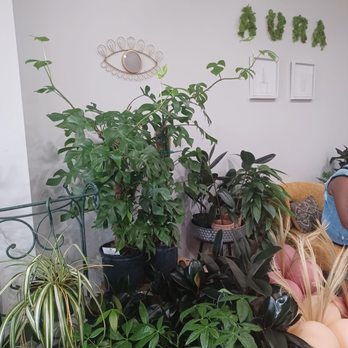 AURA PLANT STUDIO - Updated November 2025 - 32 Photos - 975 Mcduff Ave ...