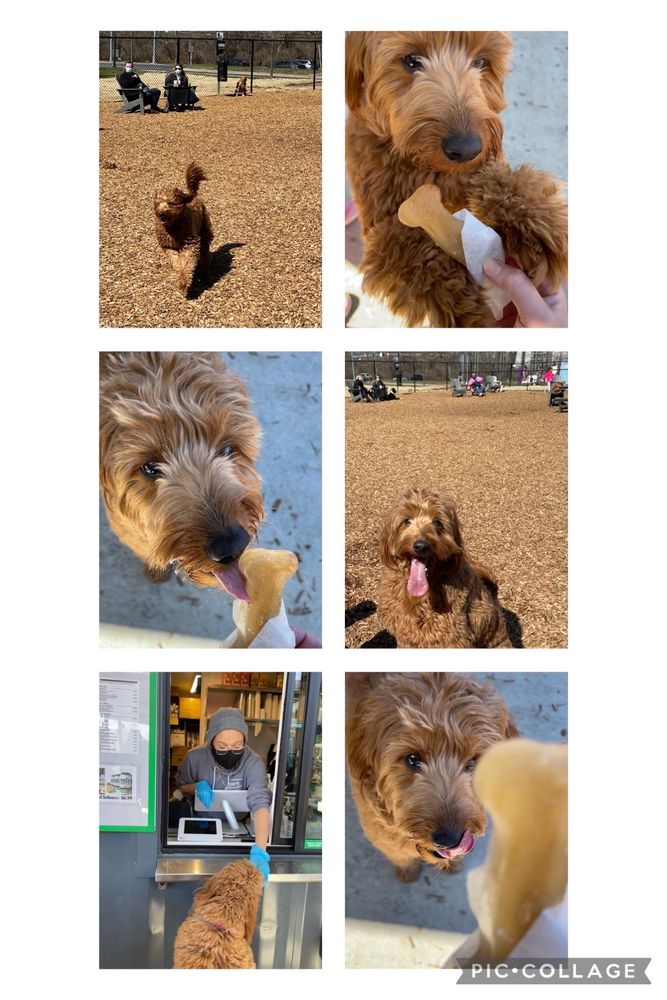 BARK SOCIAL - BETHESDA - Updated July 2024 - 399 Photos & 144 Reviews ...